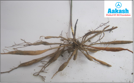 Roots: Function, Modifications & Examples | AESL